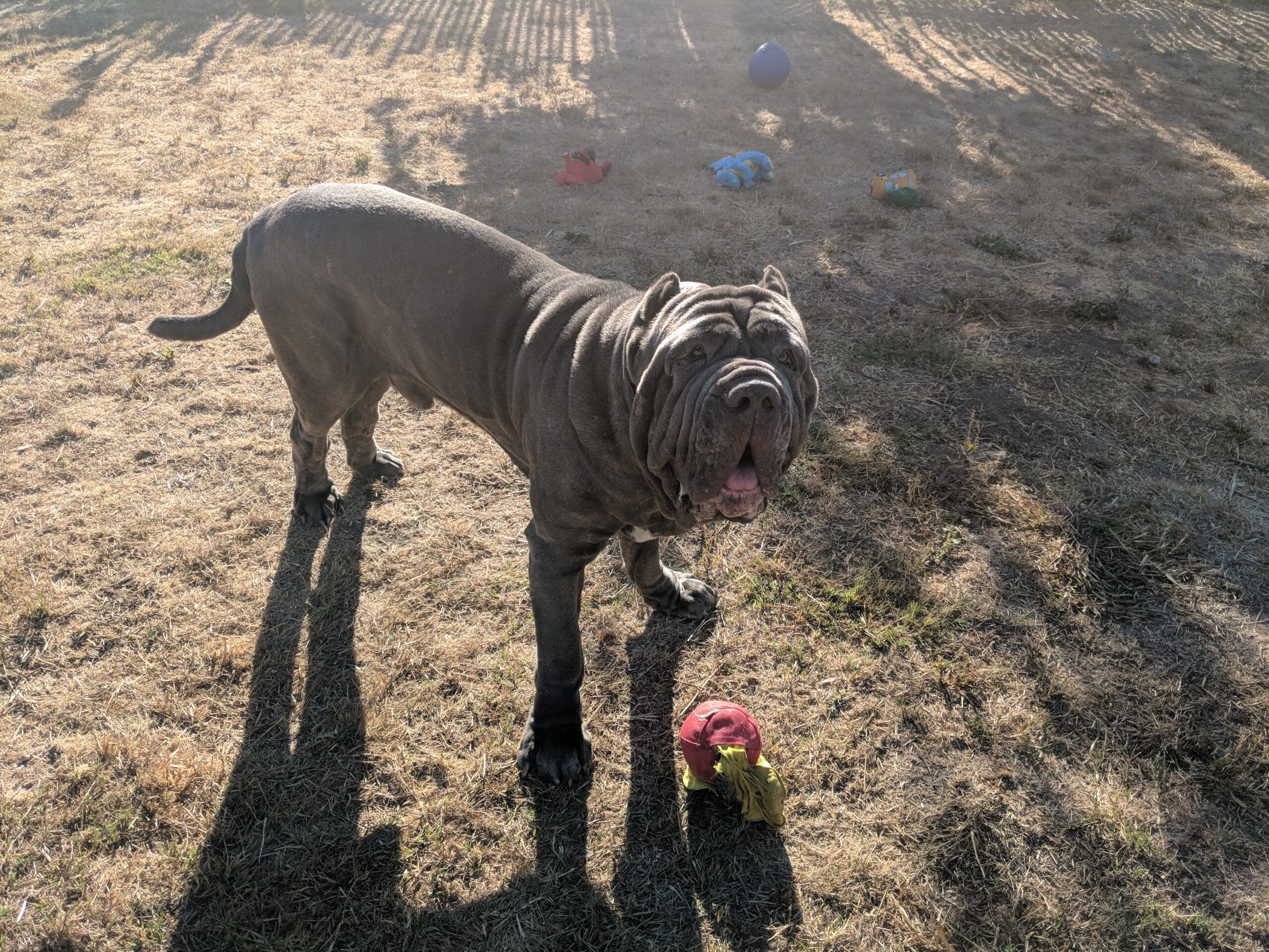 The Canine's Voice All Dogs are Offered Help